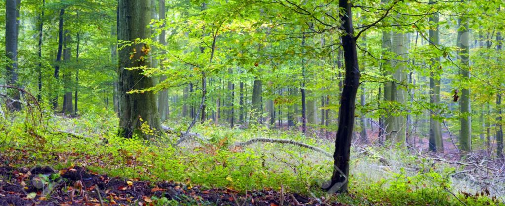 Dimanche découverte: balade « nos forêts, ces incroyables écosystèmes ...