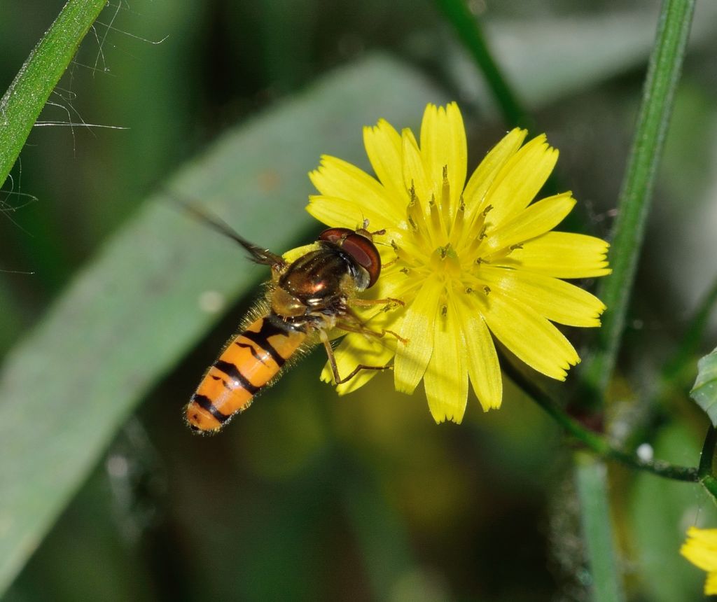 Balade : « Les fleurs et leurs insectes pollinisateurs » au Parc ...