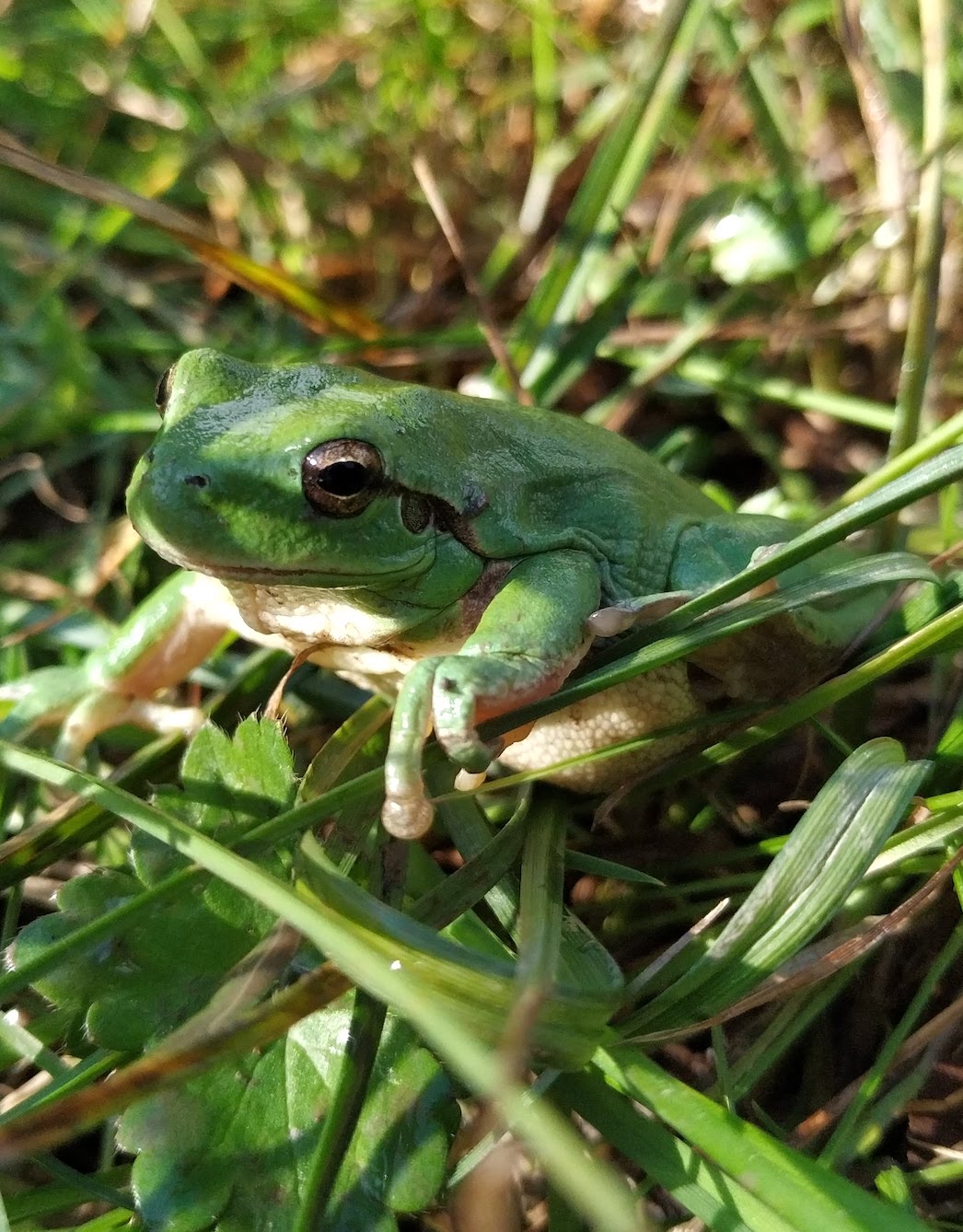Balade : Les amphibiens | Terre & Océan