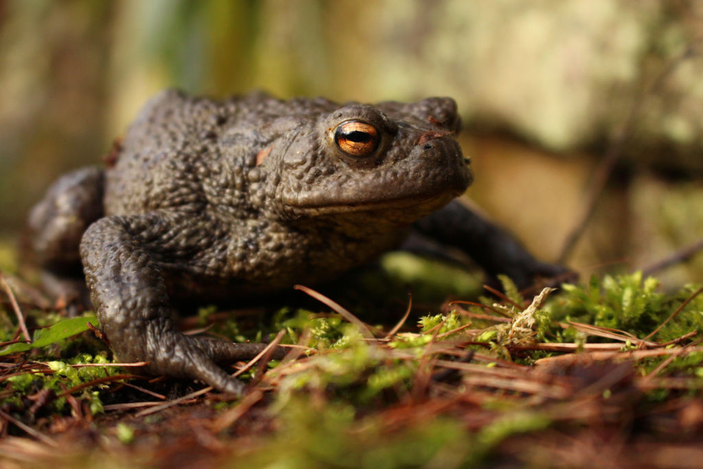 Sortie crépusculaire : « Le monde des amphibiens entre chien et loup ...
